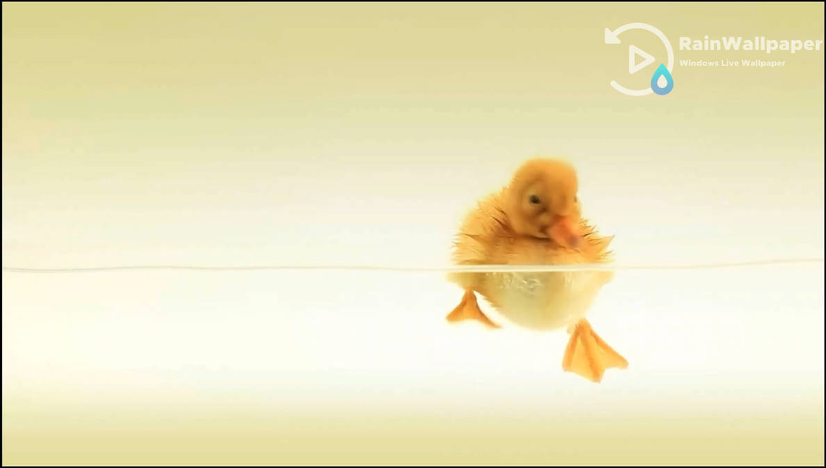 Duckling Animated Wallpaper by Jimking on DeviantArt