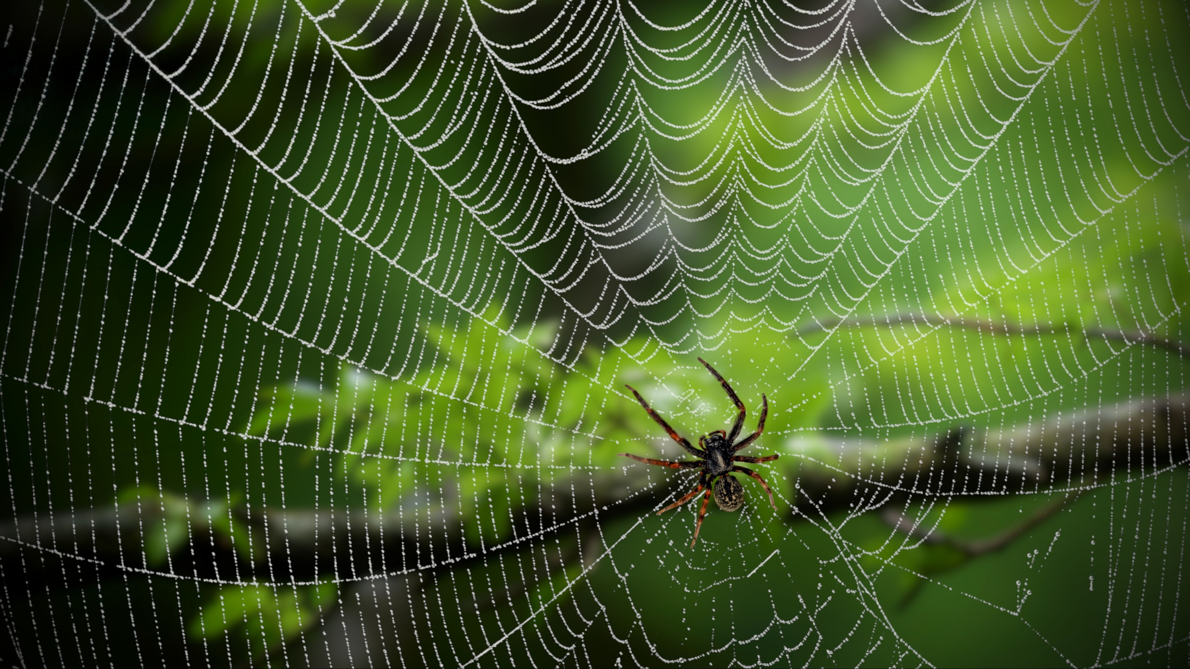 Spider Web 1 (4K Wallpaper) by Jimking on DeviantArt