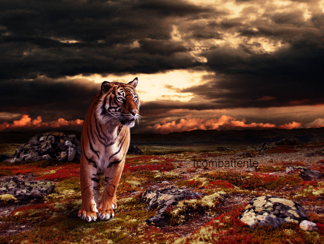tiger IC- by Icombattente on DeviantArt