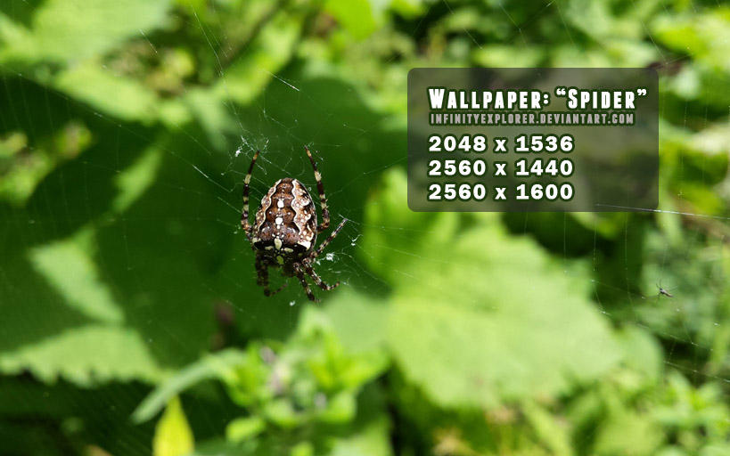Wallpaper: Spider by infinityexplorer on DeviantArt