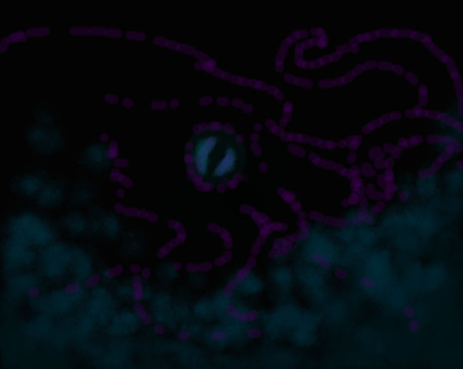 Octopus by RagezillaGamer on DeviantArt