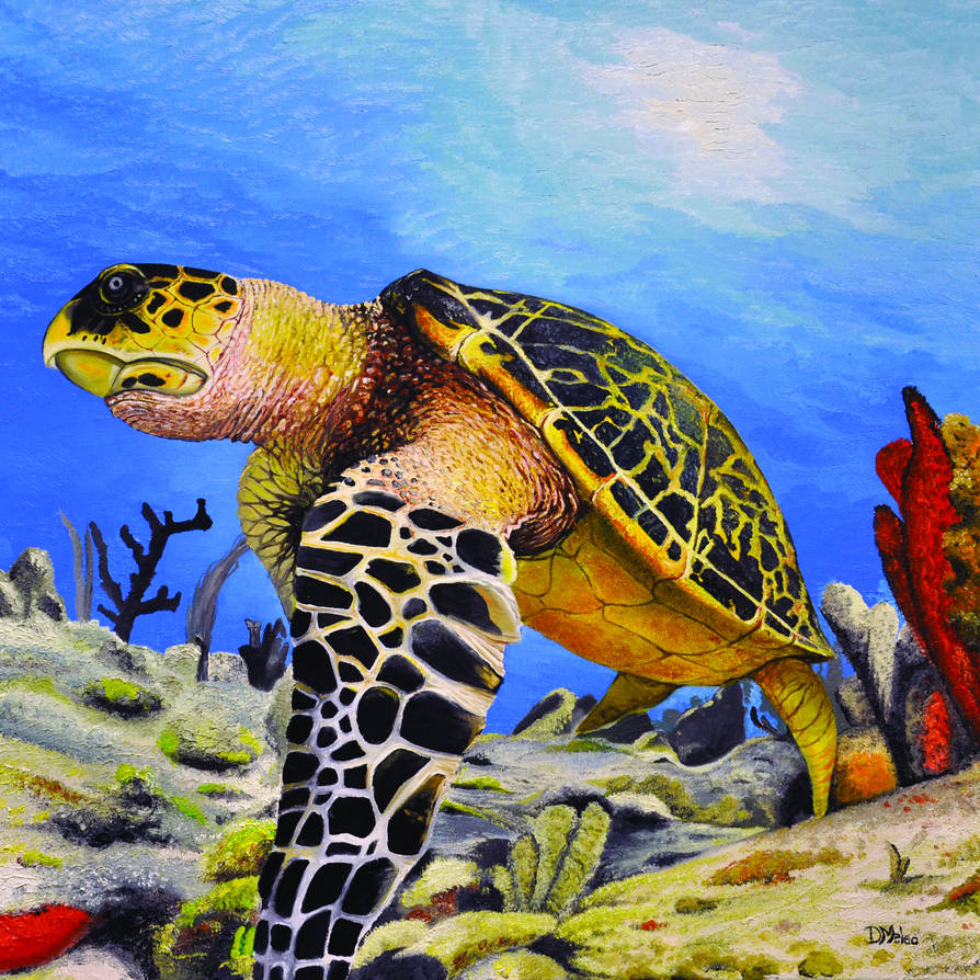 Turtle by derekmeleo on DeviantArt