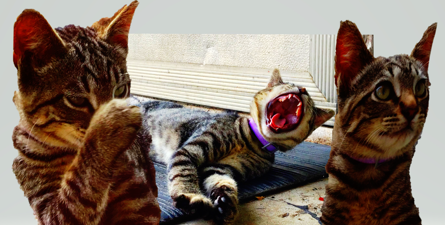 sleepy kitty Drawing by holman123 on DeviantArt