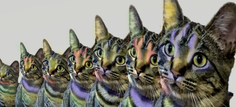 THE CAT-006065 by holman123 on DeviantArt