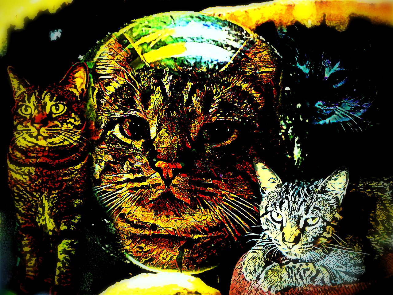 cat\776 by holman123 on DeviantArt