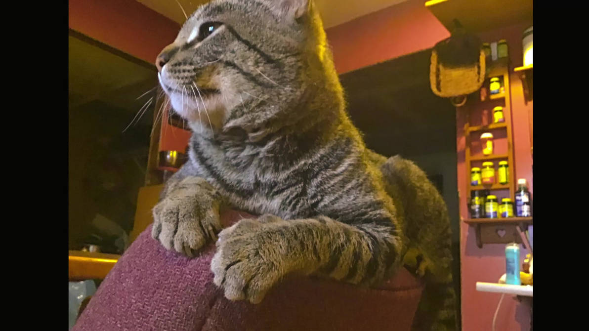 Arrow\ AKA-THE-CAT by holman123 on DeviantArt