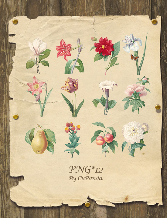 CuPanda PNG by CuPanda on DeviantArt