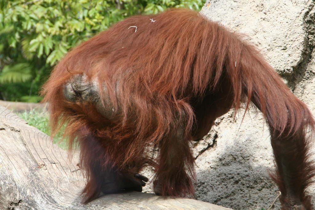 monke sweet bum by 0rangutanSEGMA2020 on DeviantArt