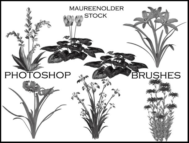 STOCK PHOTOSHOP BRUSHES flower by MaureenOlder on DeviantArt