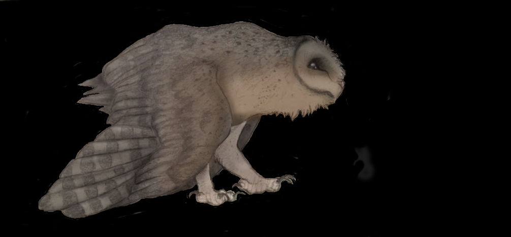 Barn owl~ Colored by Seas-of-Halcyon on DeviantArt