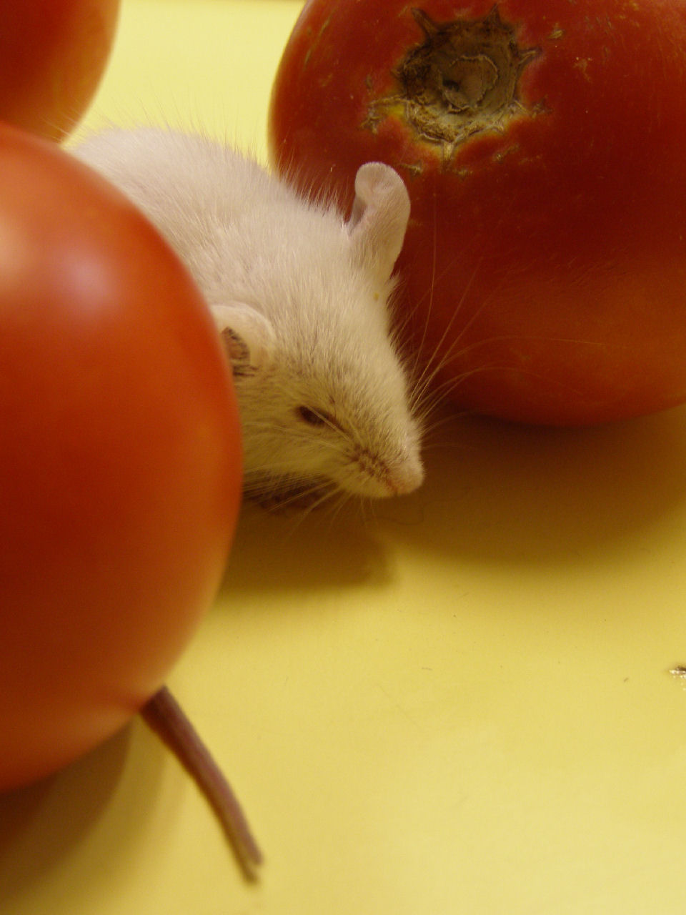 Mouse and Tomatoes by WildFeathers on DeviantArt