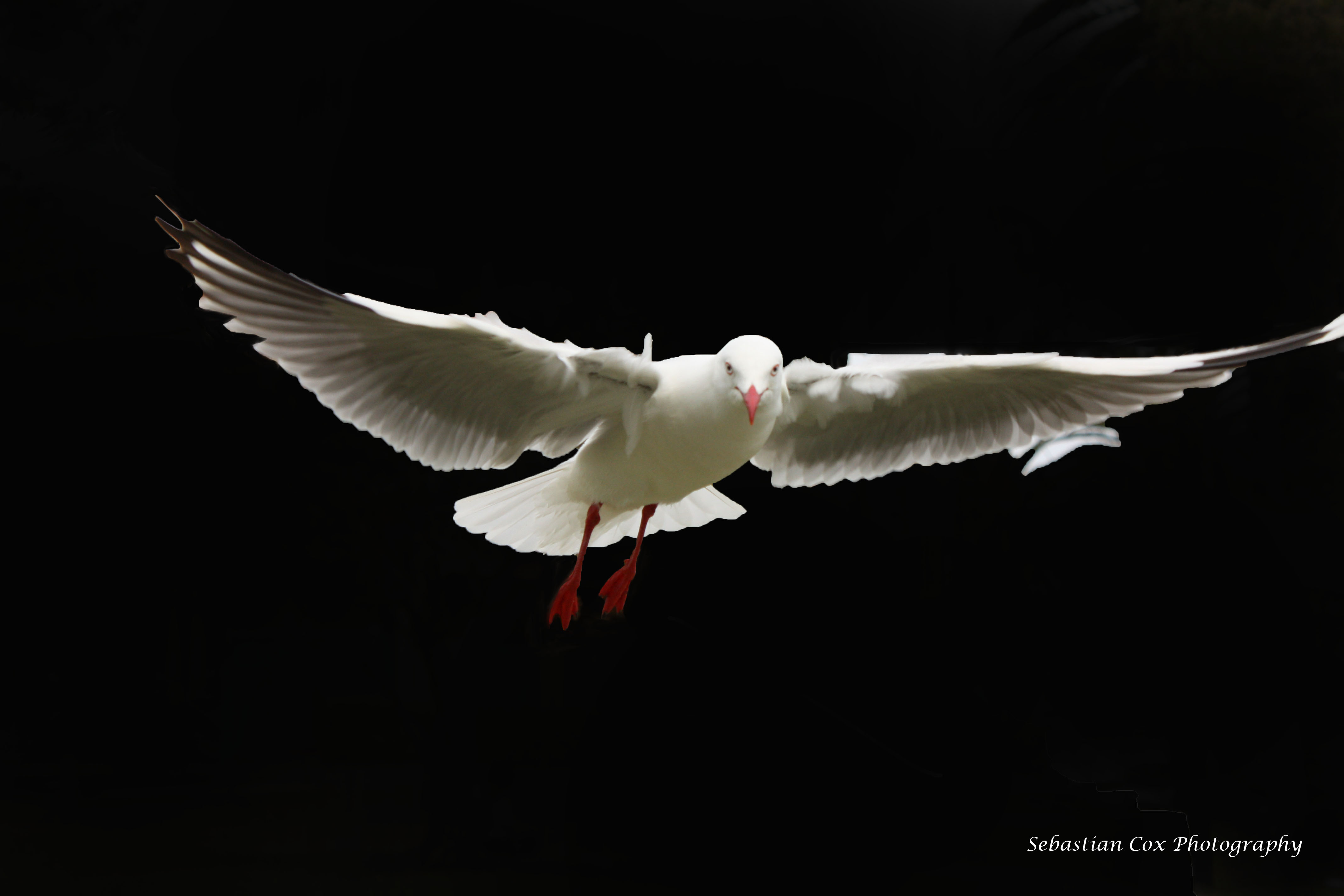 Sea Gull Mid Flight by SCox1 on DeviantArt
