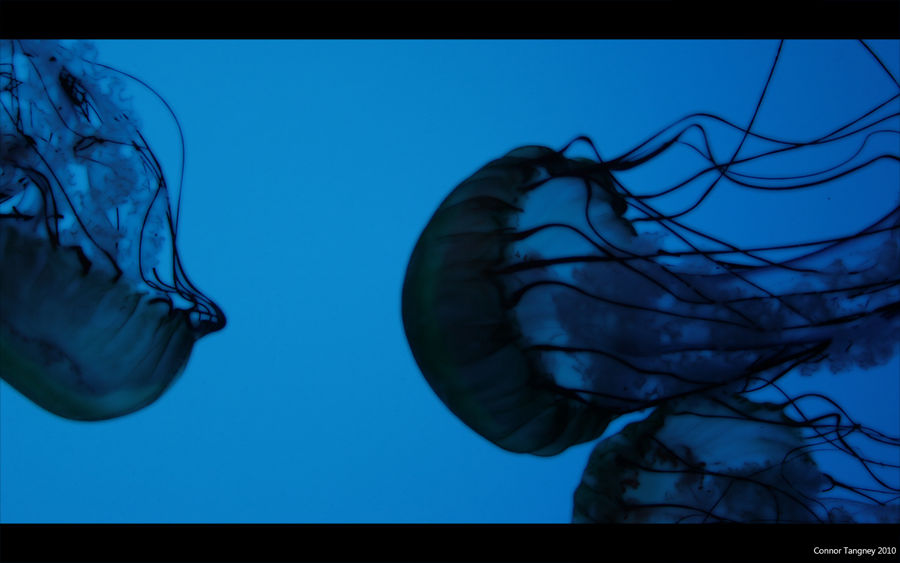 Jellyfish by iCouch on DeviantArt