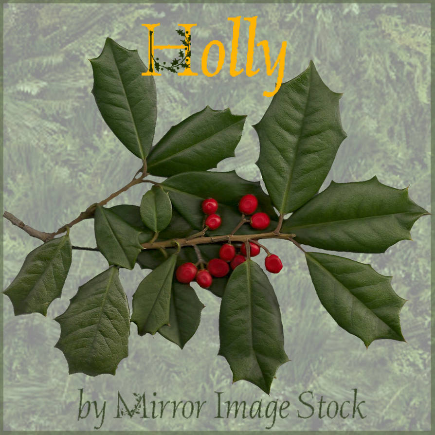 Holly PSD by mirrorimagestock on DeviantArt