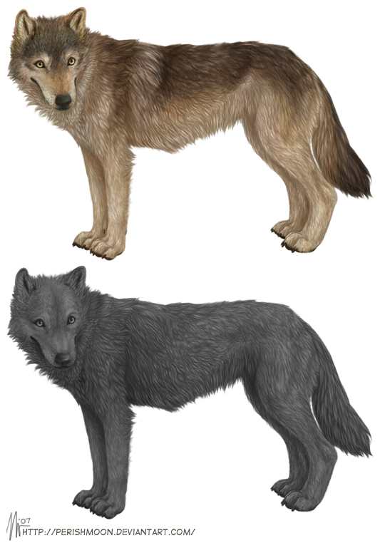 Free Wolf Template by Perishmoon on DeviantArt