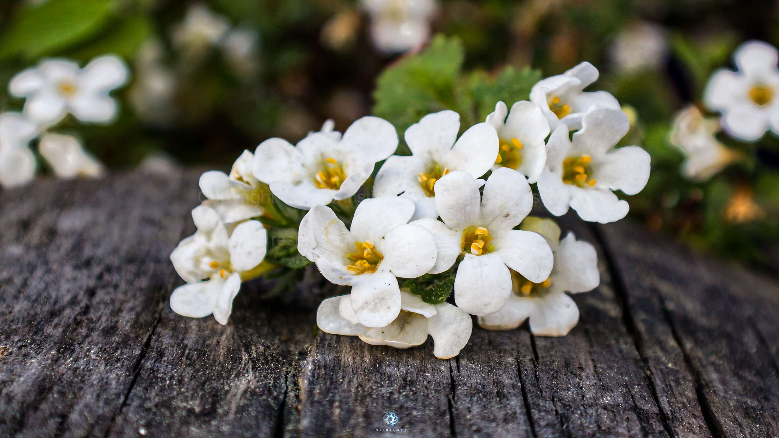 Happy Bunch by spiraloso on DeviantArt