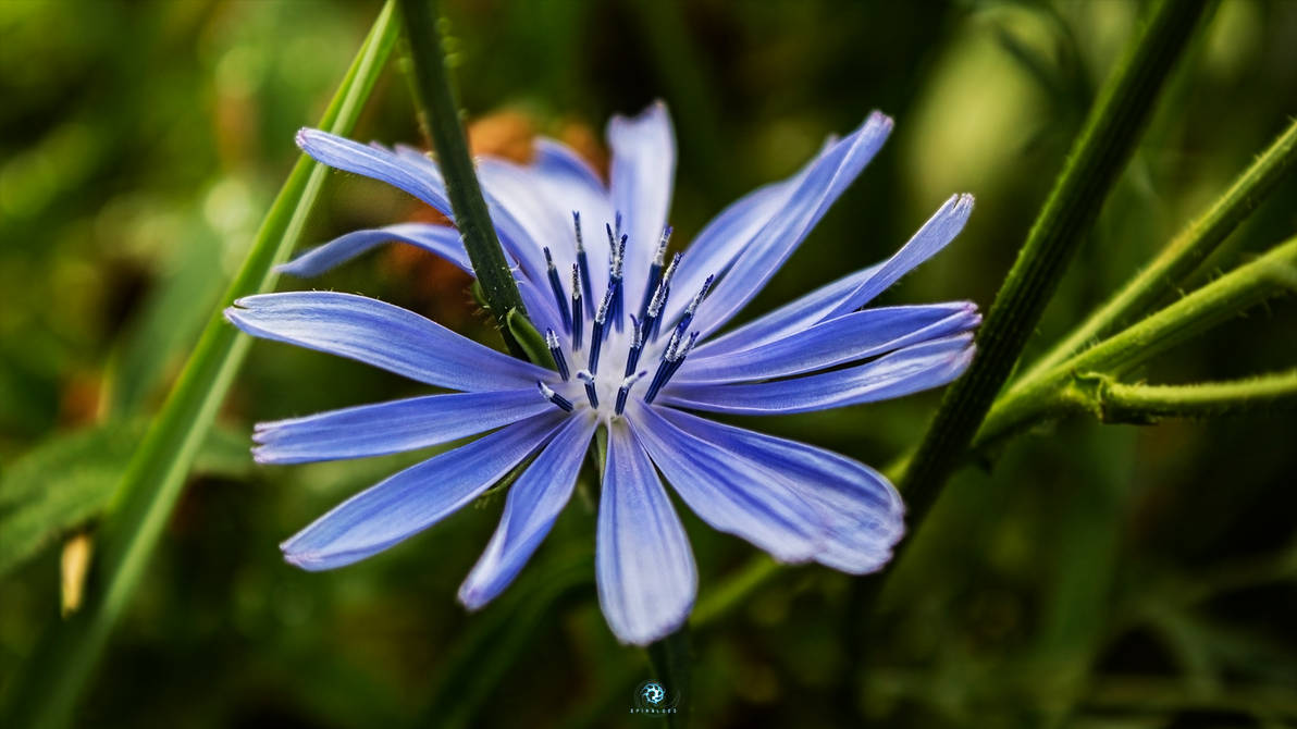 Erinium by spiraloso on DeviantArt