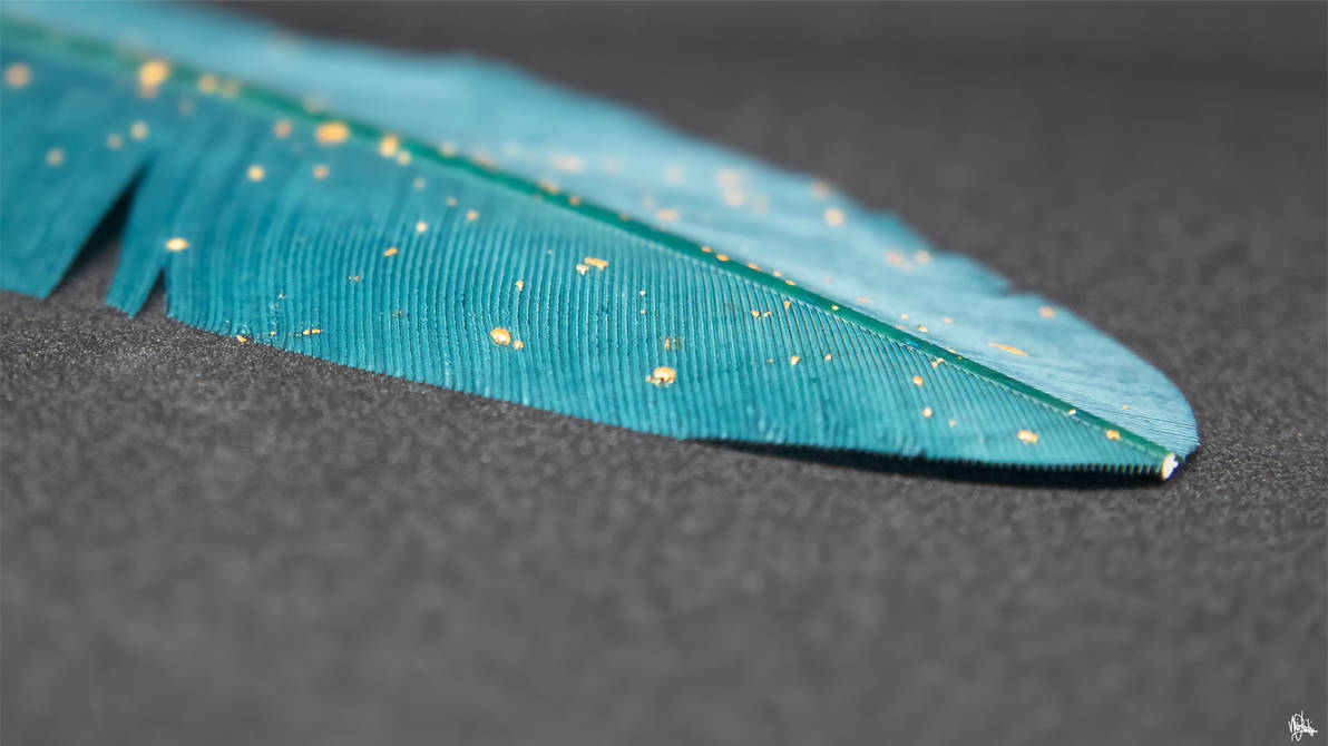 Piuma by spiraloso on DeviantArt