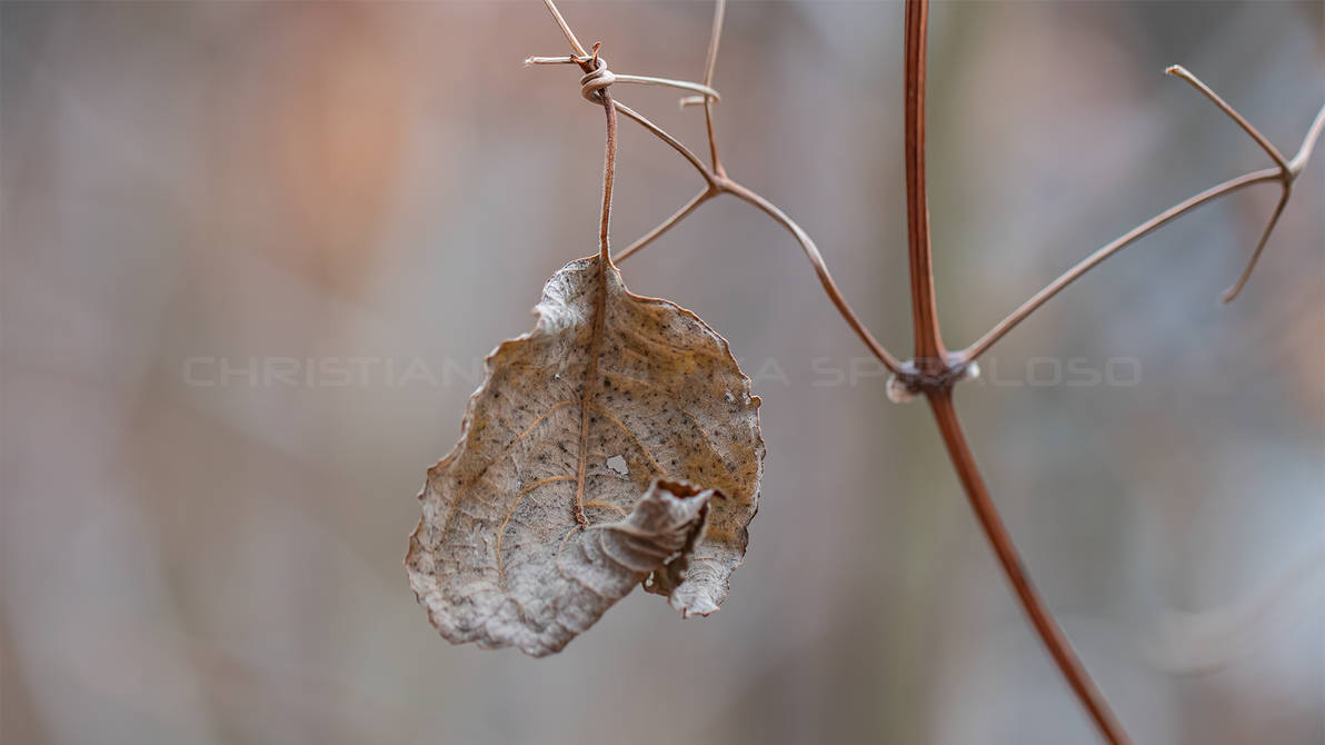 Marron - 5K Macro Nature Wallpaper by spiraloso on DeviantArt