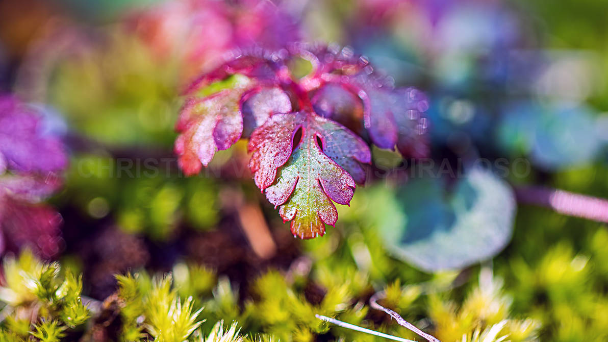 Foglia - 5K Macro Nature Wallpaper by spiraloso on DeviantArt
