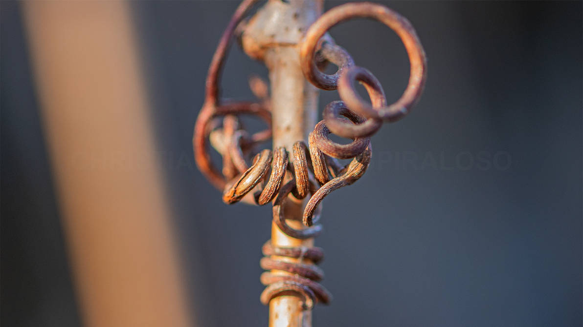 Geometry in Nature 2 - 4K Macro Wallpaper by spiraloso on DeviantArt