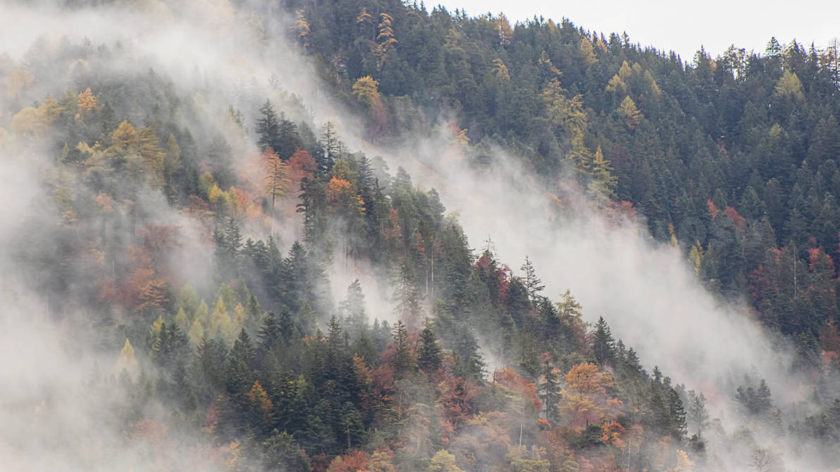 Foggy Day - 5K Nature Wallpaper by spiraloso on DeviantArt