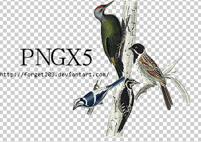 pngs:birds by forget203 on DeviantArt