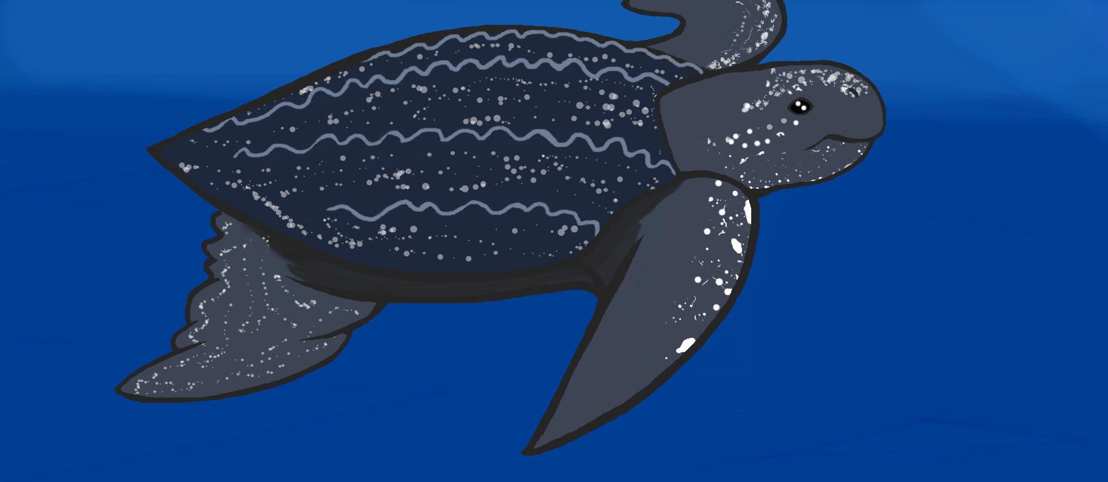 Leatherback sea turtle by Moonstone27 on DeviantArt