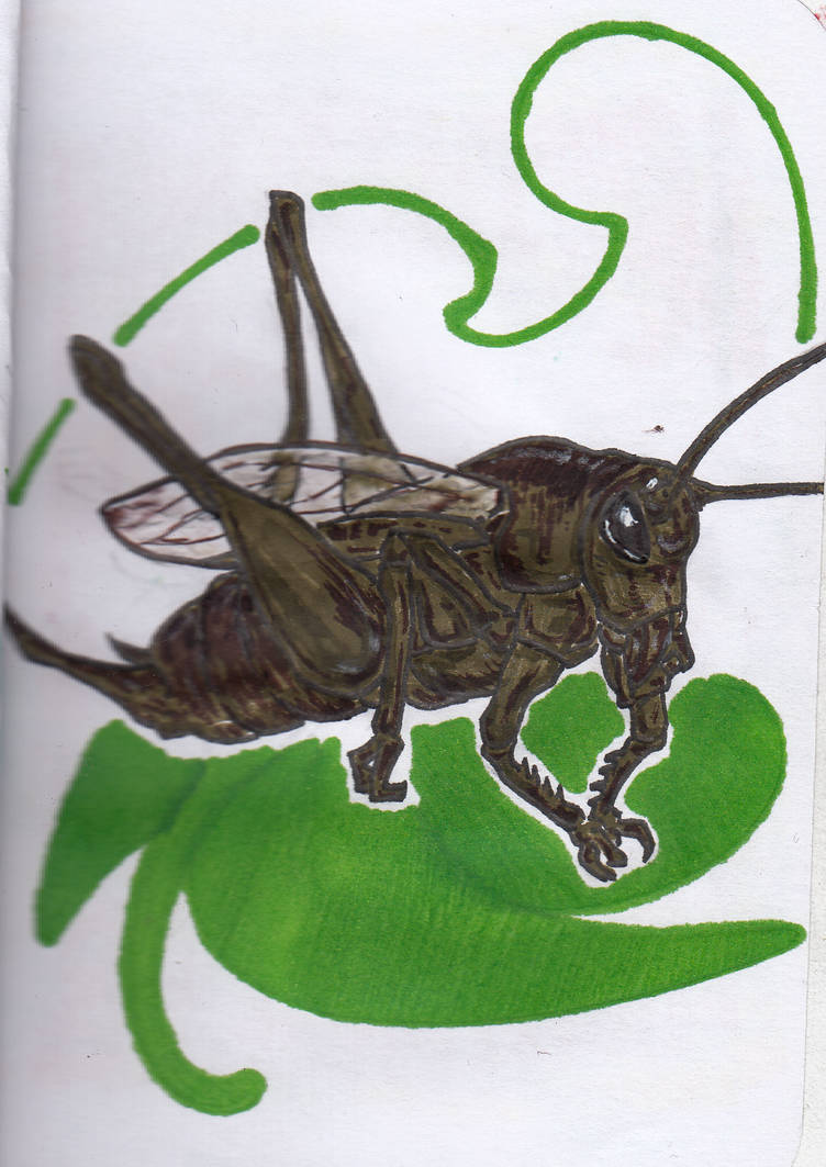 Grillo Domestico by EladioPoblete on DeviantArt