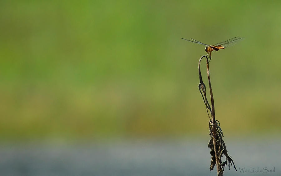Dragonfly Wallpaper by weelittlesoul on DeviantArt