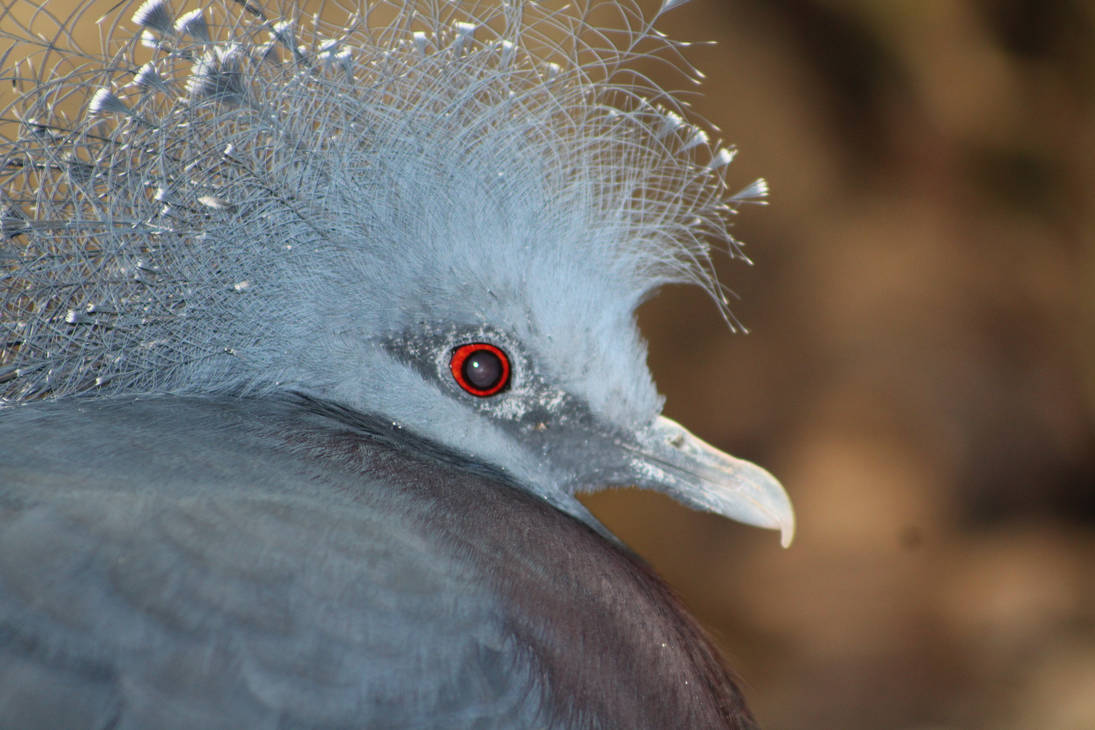 Red eyed bird by Muffinqueen88 on DeviantArt