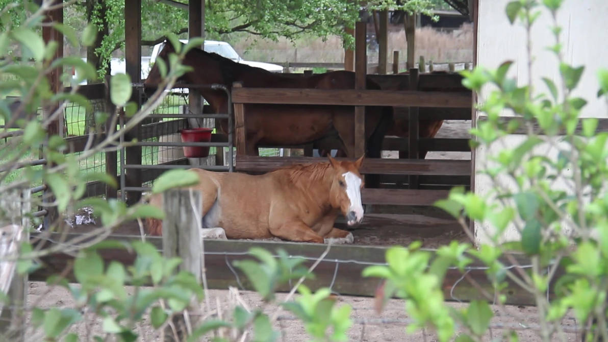 Tired Horse Lullaby by NickBentonArt on DeviantArt