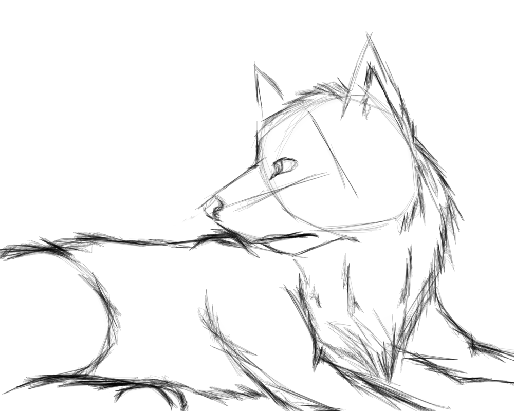 How To Draw A Wolf Lying Down