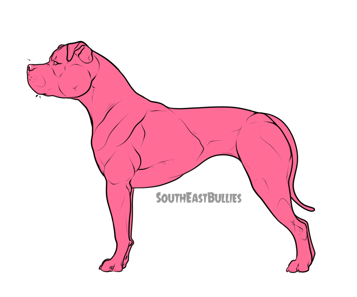 P2U Toon APBT Lines by SOUTH-SIDE-ESTATES on DeviantArt