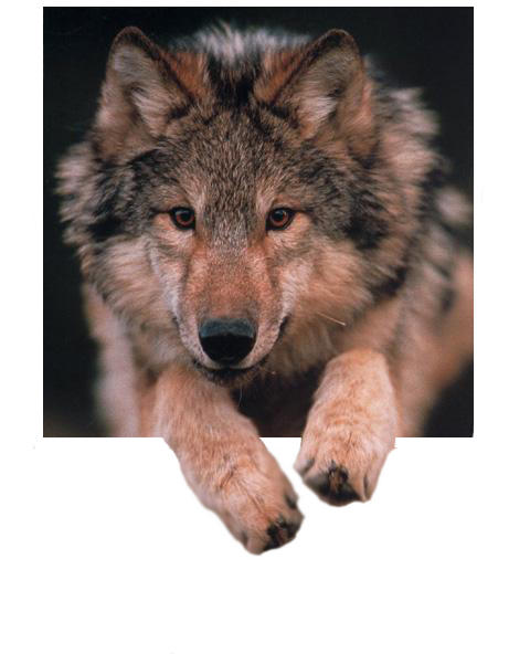 Wolf Jumping out by forevernotsinking99 on DeviantArt