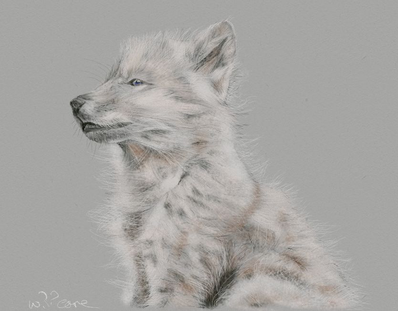 Wolf cub by WaynePearce on DeviantArt