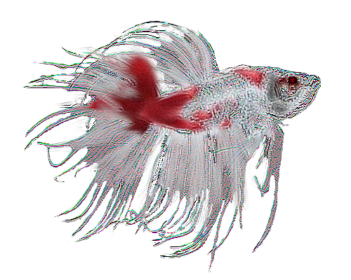 Ghost Betta Fish by TheWolfDart on DeviantArt