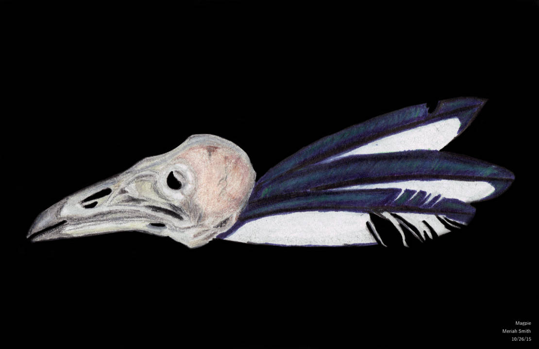 Magpie 2 by CherokeeGal1975 on DeviantArt