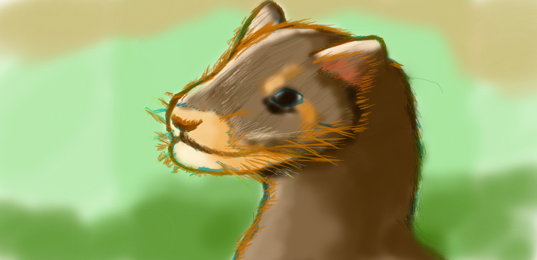 Ferret by Stat120 on DeviantArt