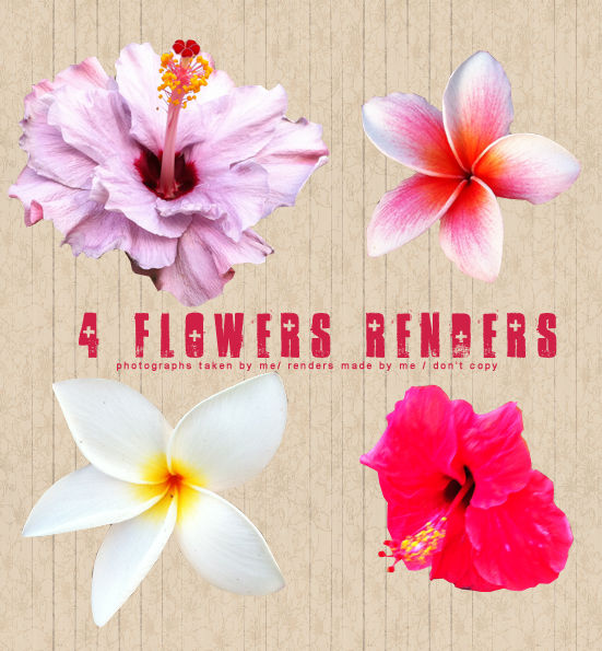 4 Flower Render by kagomechan20 on DeviantArt