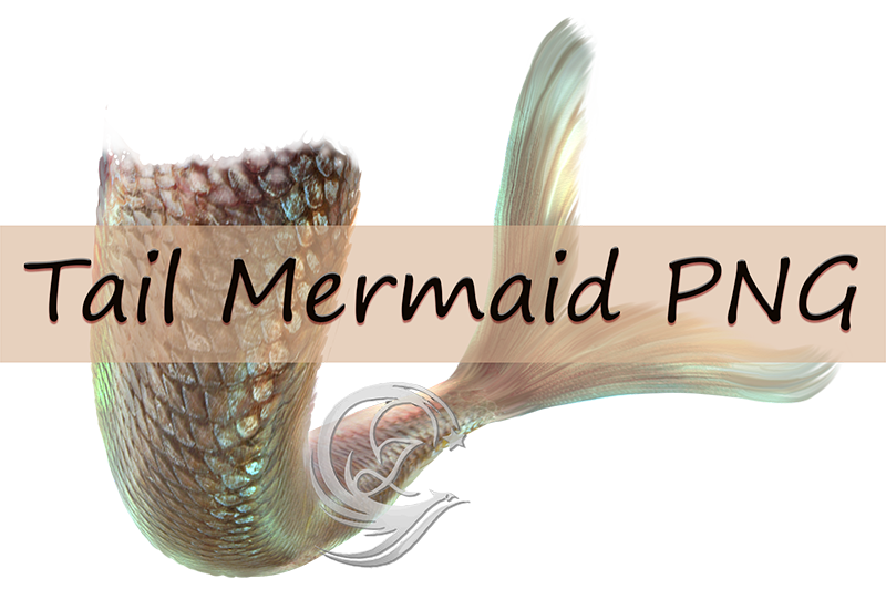 Tail Mermaid PNG by ArtML30 on DeviantArt