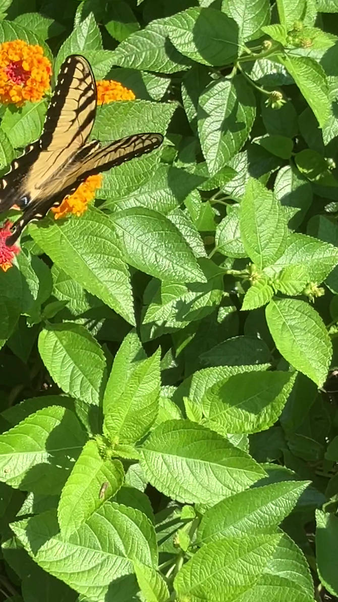 Busch Gardens never disappoints with its butterfli by Blaria95-love ...