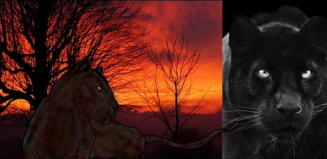 aesthetic panther for CaramelGummy by Belserker on DeviantArt