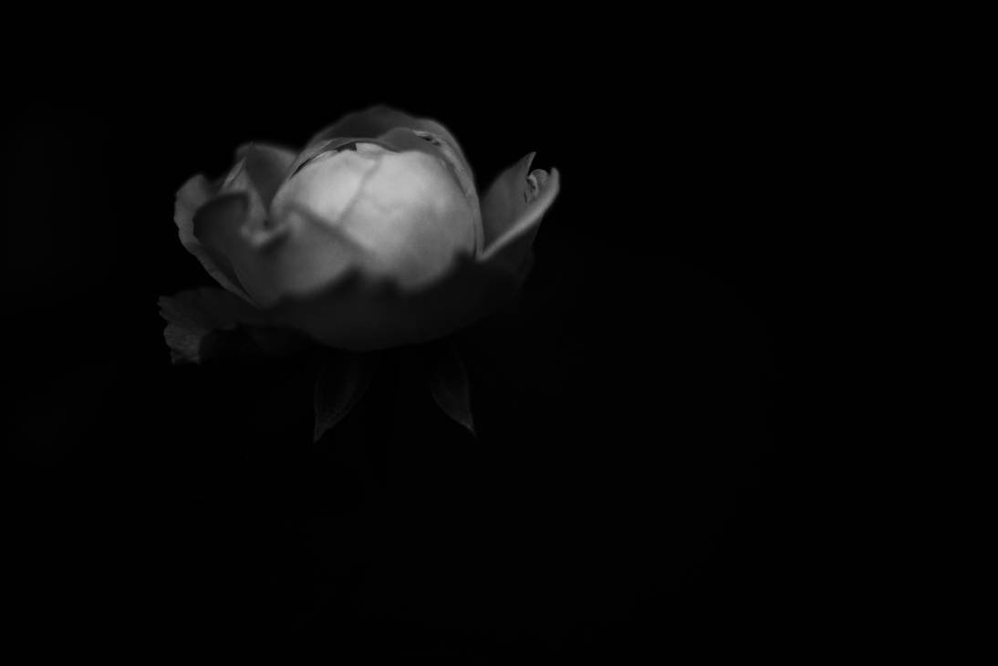 Rose - NB - V2 by epsilon3-artphoto on DeviantArt