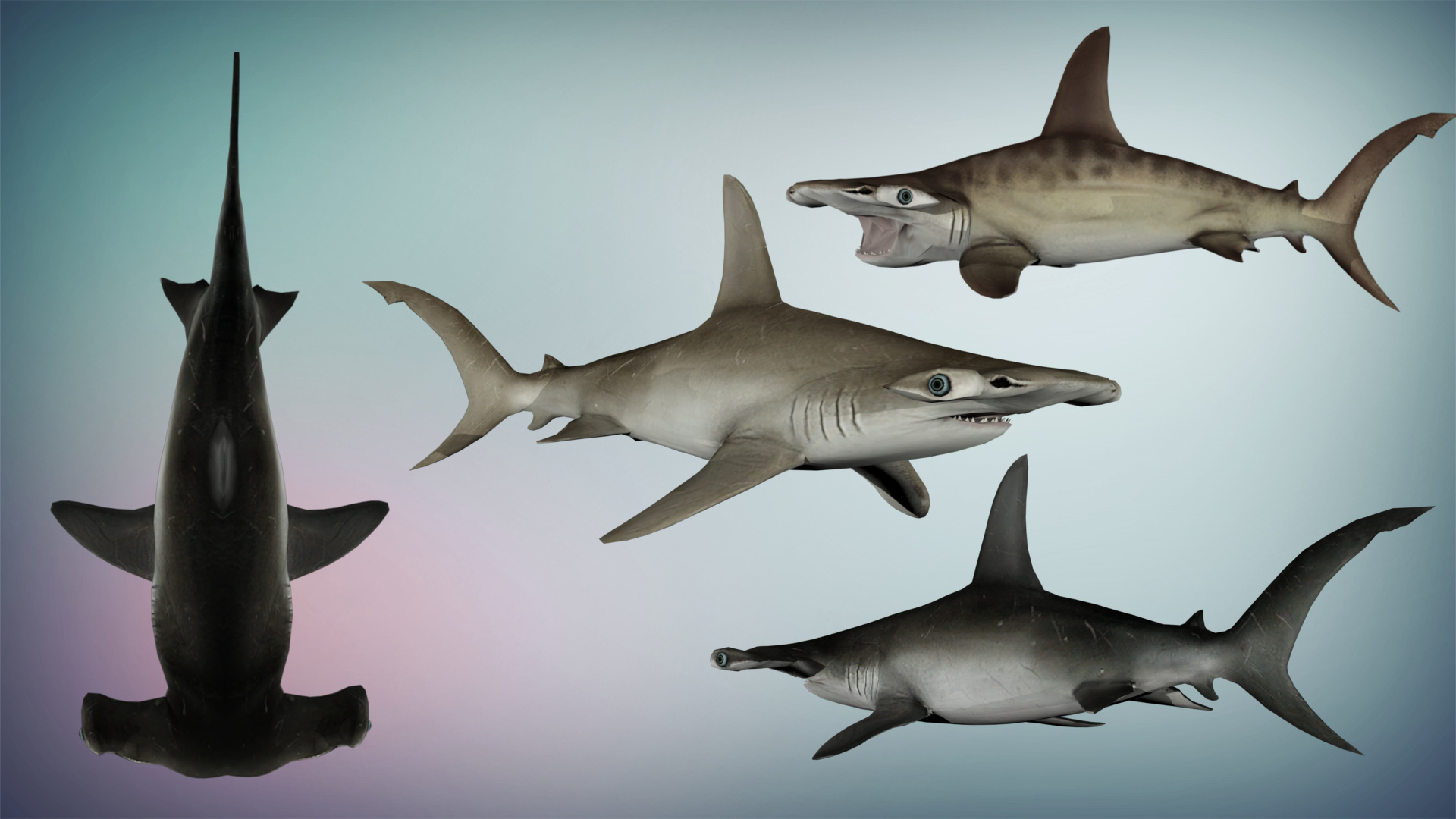 GTAV Hammerhead Shark XPS/Xnalara by diegoforfun on DeviantArt