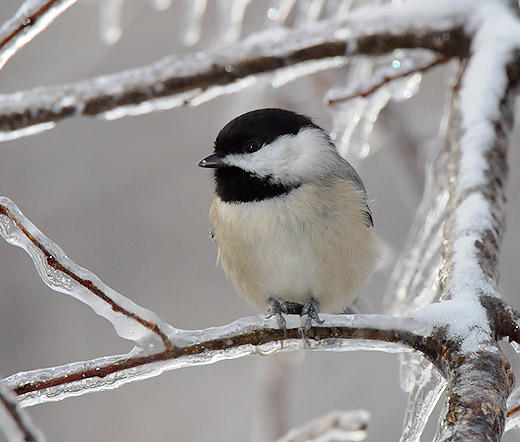 Chickadee by Nuwalewicz on DeviantArt