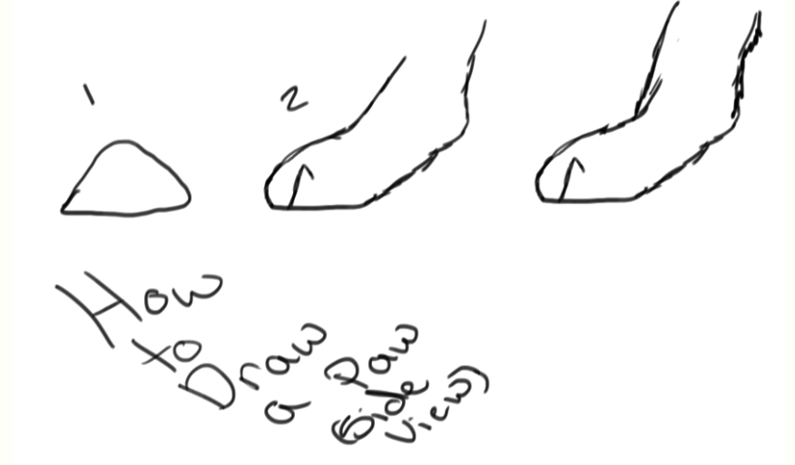 How to draw a paw side view by Tahoekat on DeviantArt
