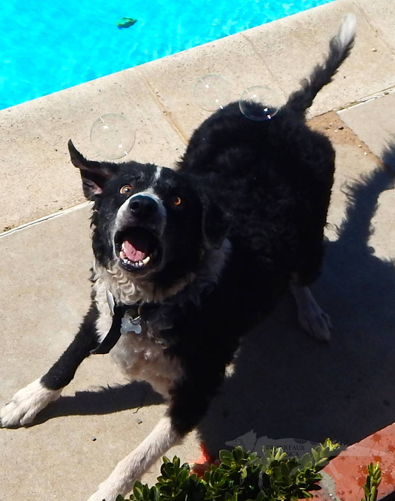 BUBBERS by Winterfaux on DeviantArt