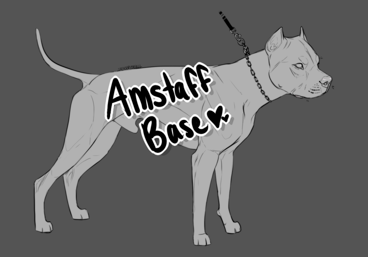 Amstaff Base by spacepitbull on DeviantArt