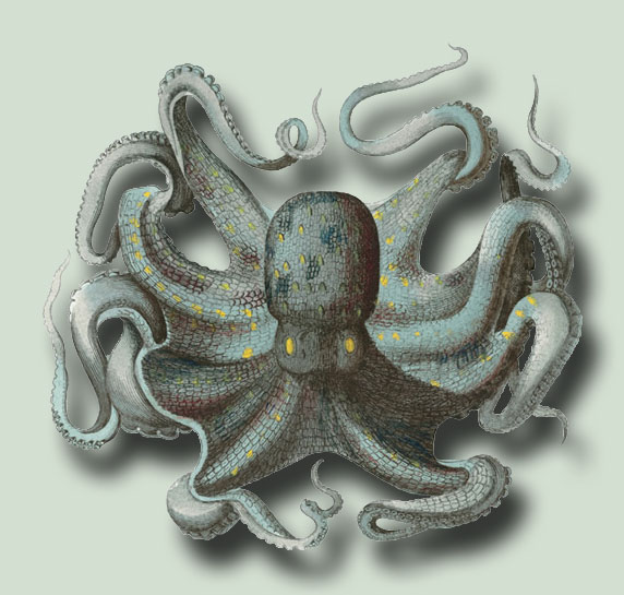 Octopus 1 PSD by ravenarcana on DeviantArt